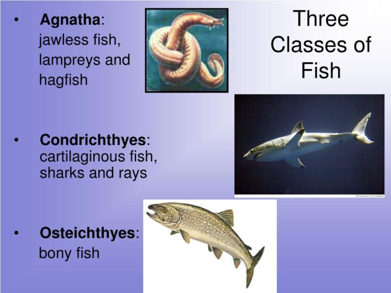 Classes of Fish Based on Habitat and Morphology - ClassNotes.ng