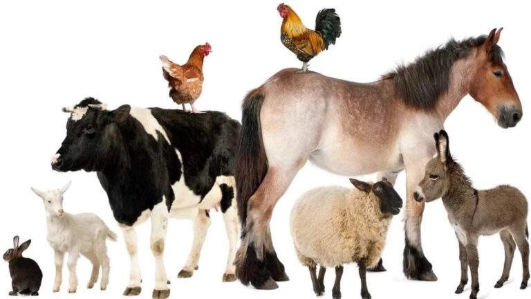 Classification of Farm Animals - Class Notes