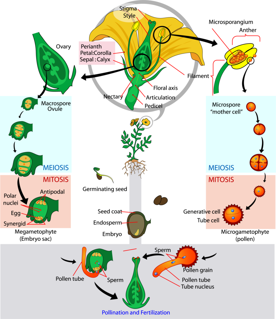 Cell division (mitosis & meiosis) in plant development - ClassNotes.ng