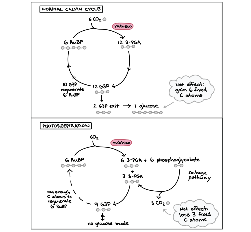 Stages of the Calvin cycle - Class Notes