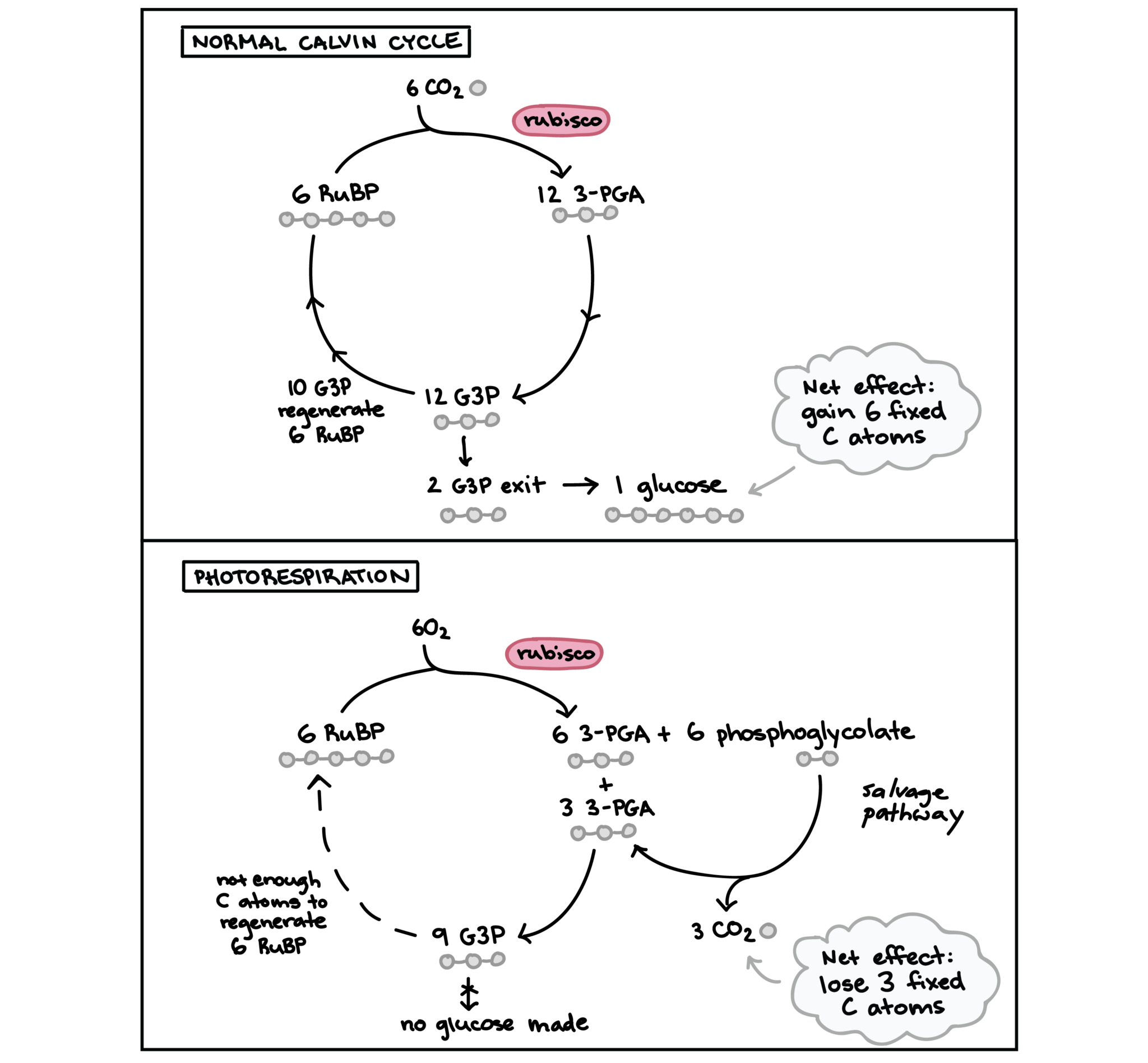 Stages of the Calvin cycle - Class Notes