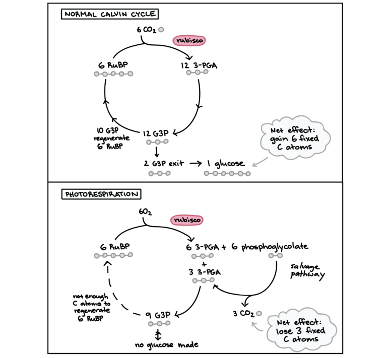 Stages of the Calvin cycle - Class Notes