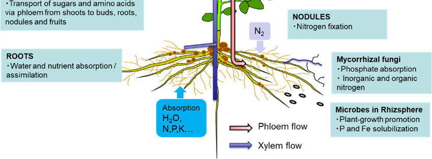 Transport of Nutrients via Xylem and Phloem - ClassNotes.ng
