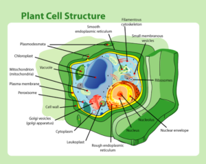 Structure and function of cell wall, plasmodesmata, and vacuoles ...