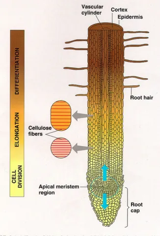 Root cap, root hairs, and zones of growth - ClassNotes.ng