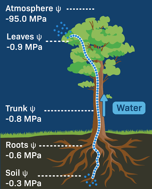 Pathways of Water Movement (Apoplast, Symplast, Transmembrane ...