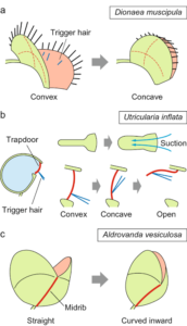 Nyctinasty, seismonasty (sleep movements, Venus flytrap mechanism ...
