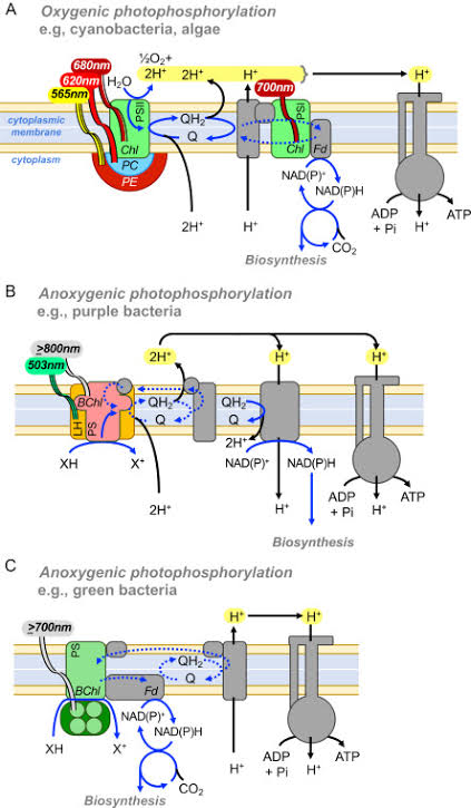 Photophosphorylation: ATP and NADPH synthesis - ClassNotes.ng