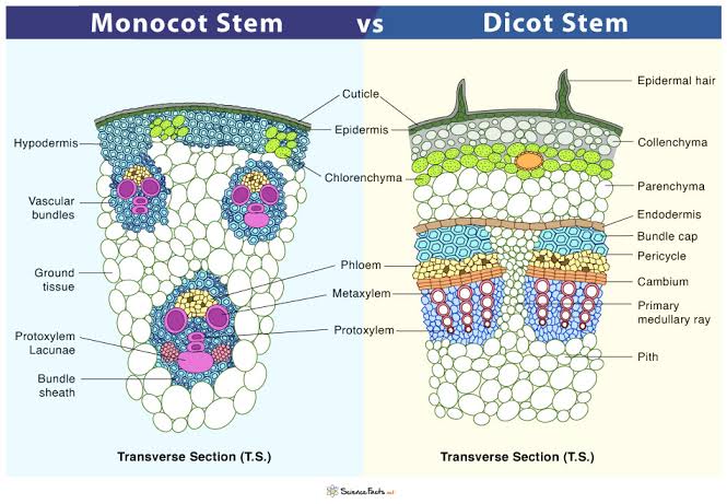 Anatomy of dicot and monocot roots - ClassNotes.ng