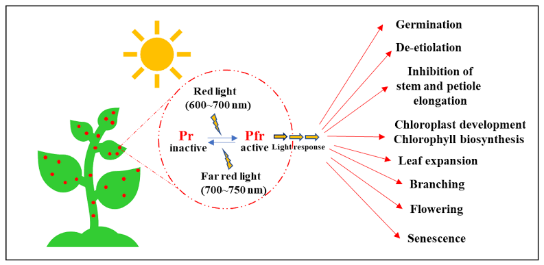 Role of phytochromes in light perception - Class Notes