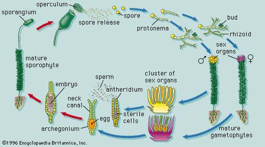 Overview of plant developmental biology - ClassNotes.ng