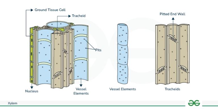Xylem: Structure, function, and cell types - ClassNotes.ng