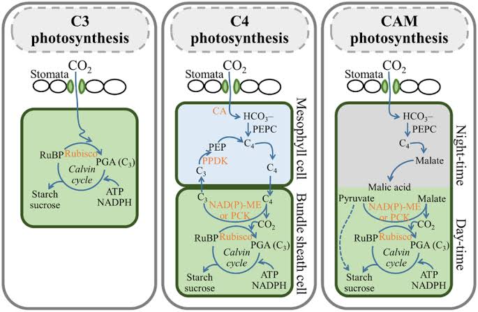 C3, C4, and CAM photosynthetic pathways - ClassNotes.ng