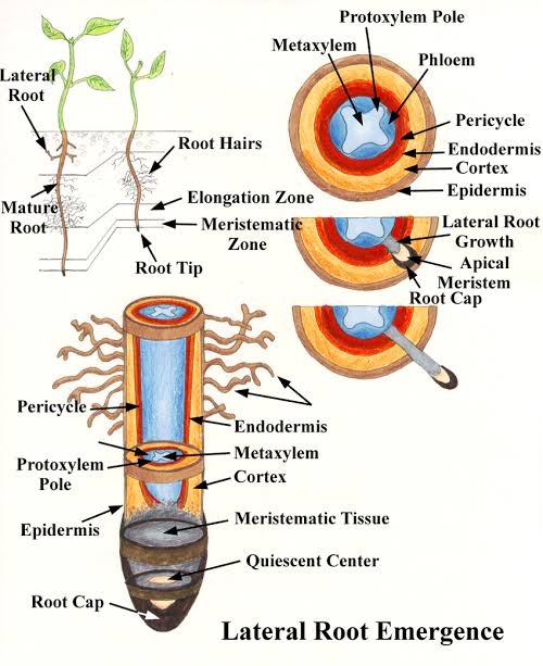 Mechanisms of Water Absorption (Passive vs. Active Absorption ...