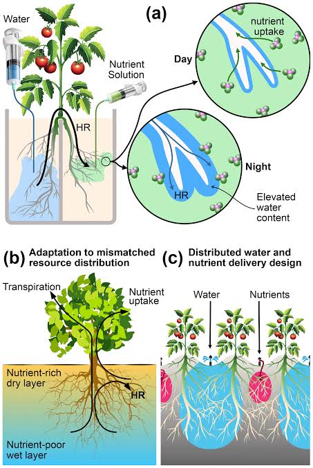 Role of Root Hairs and Mycorrhizae in Water Uptake - ClassNotes.ng