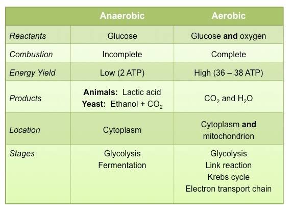 Differences between aerobic and anaerobic respiration - ClassNotes.ng