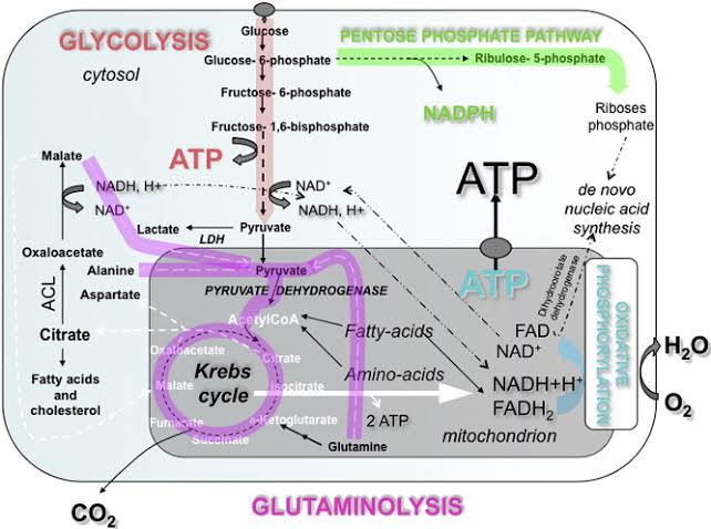 Role of mitochondria in energy production - Class Notes
