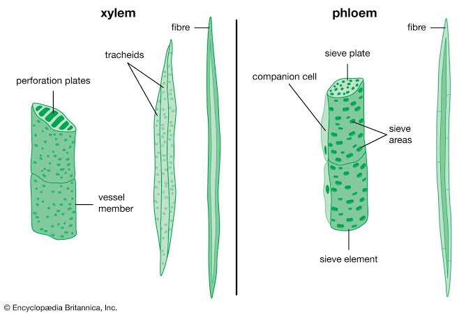 Xylem Structure and Function - Class Notes