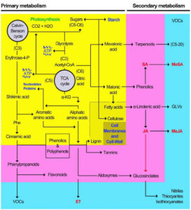 Overview of metabolic processes in plants - ClassNotes.ng