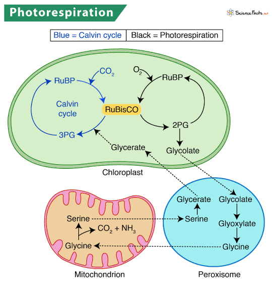 Photorespiration and its consequences - ClassNotes.ng