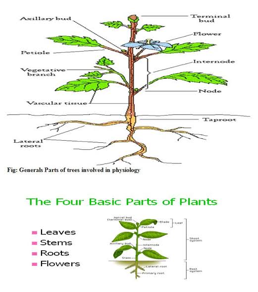Definition and Scope of Plant Physiology - ClassNotes.ng