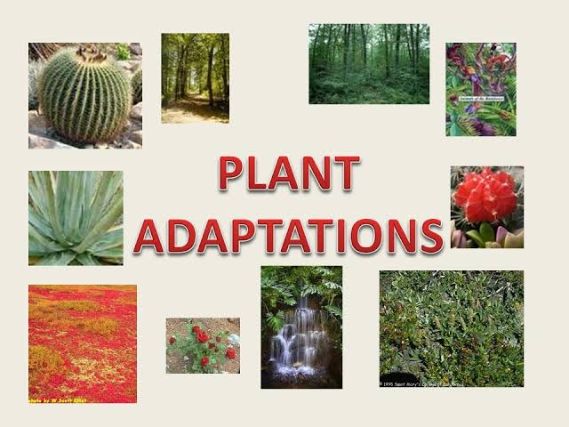 Leaf adaptations to arid, aquatic, and tropical environments ...