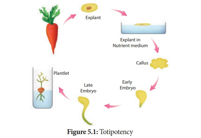 Concepts of plant tissue culture and totipotency - ClassNotes.ng