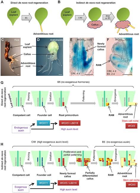 Callus formation and organogenesis - ClassNotes.ng