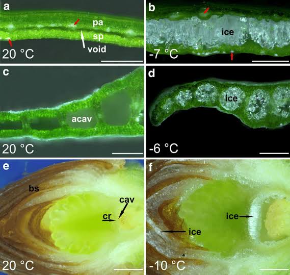 Microscopic examination of plant tissues - Class Notes