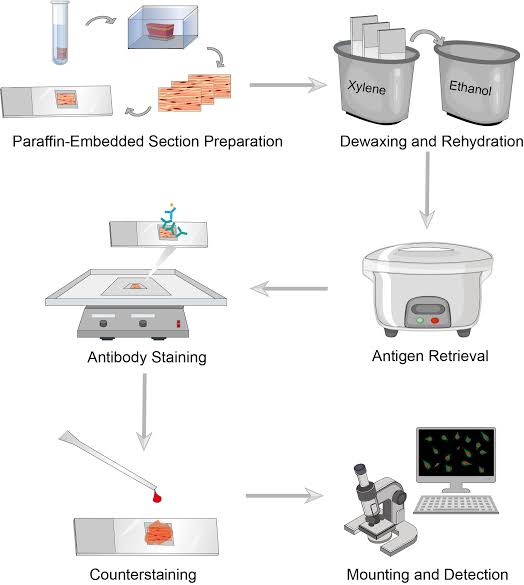 Preparation of tissue sections and staining techniques – ClassNotes.ng