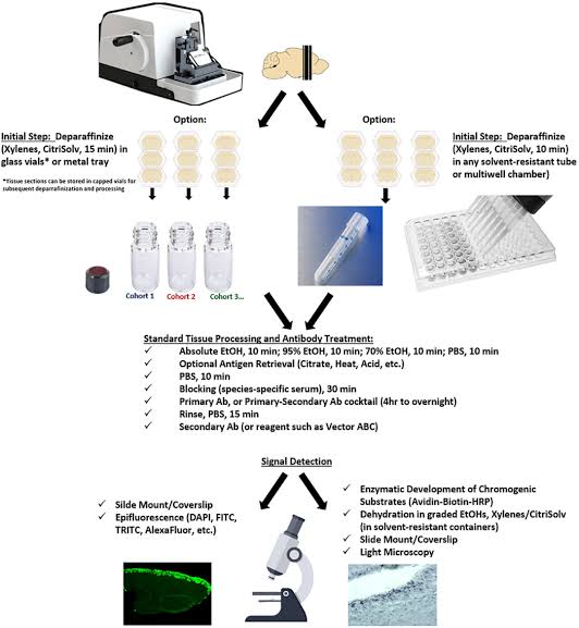Preparation of tissue sections and staining techniques – ClassNotes.ng