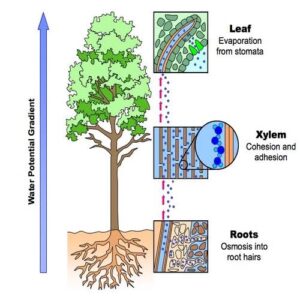 Cohesion-Tension Theory and Capillary Action in Water Transport ...