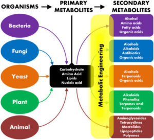 Primary vs. secondary metabolites - ClassNotes.ng