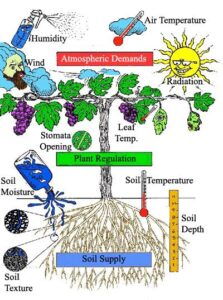 Factors affecting transpiration (light, temperature, humidity, wind ...