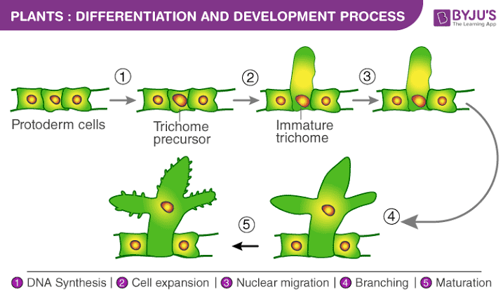 Concept of growth and differentiation - Class Notes