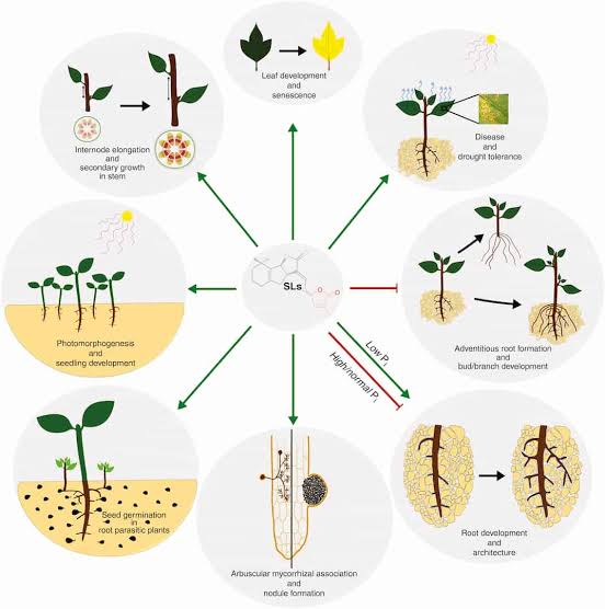 Overview of major plant hormones - Class Notes