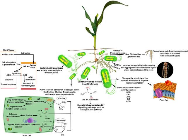 Mechanisms of Drought Resistance in Plants - ClassNotes.ng
