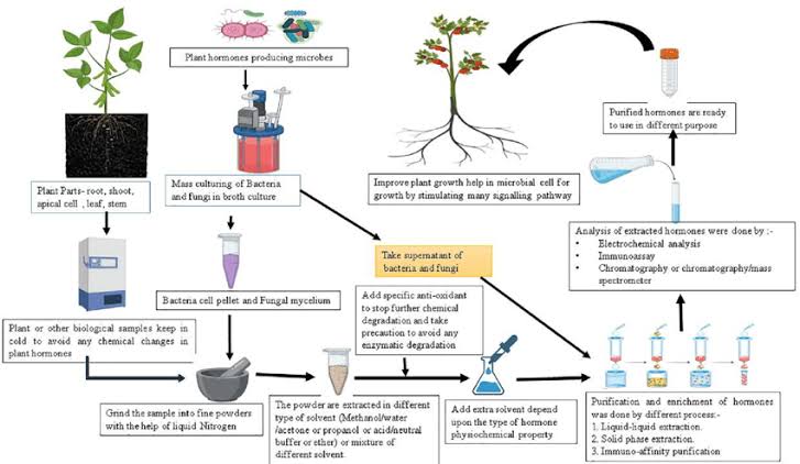 Hormonal regulation of growth - Class Notes