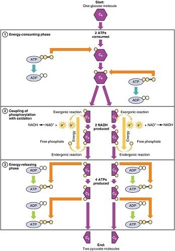 Quiz, discussions, and student presentations on metabolic pathways ...