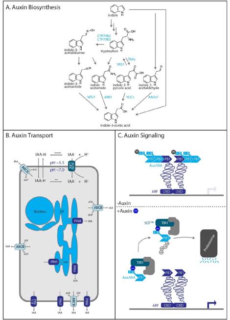 Biosynthesis and transport of auxins – ClassNotes.ng