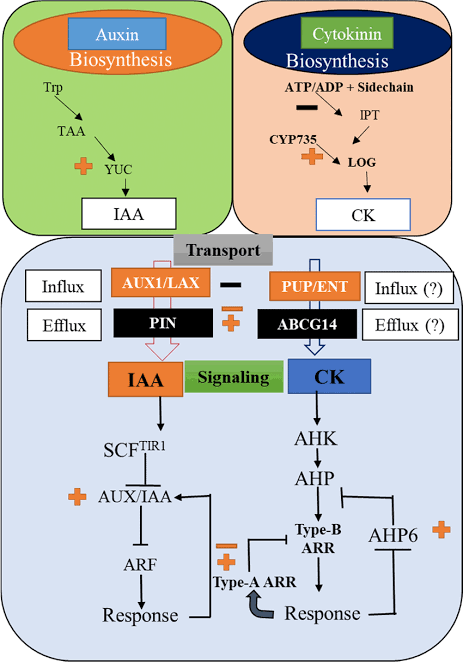 Biosynthesis and transport of auxins - ClassNotes.ng