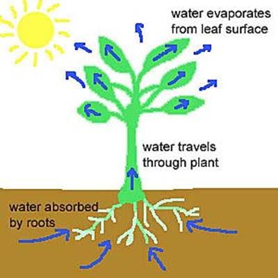 Factors affecting transpiration (light, temperature, humidity, wind ...