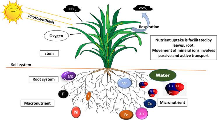 Mechanisms of Ion Absorption in Roots (Passive and Active Transport ...