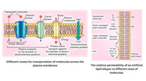Mechanisms of Ion Absorption in Roots (Passive and Active Transport ...