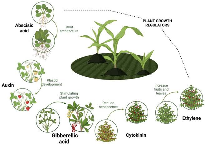 Function of abscisic acid (ABA) in drought resistance - ClassNotes.ng