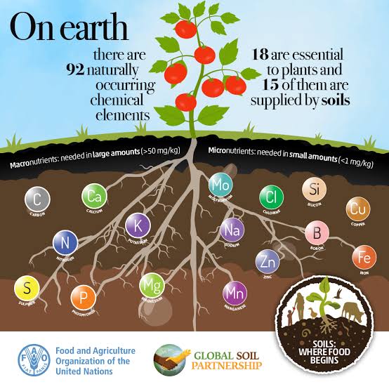 Soil Composition and Its Impact on Plant Nutrition - ClassNotes.ng