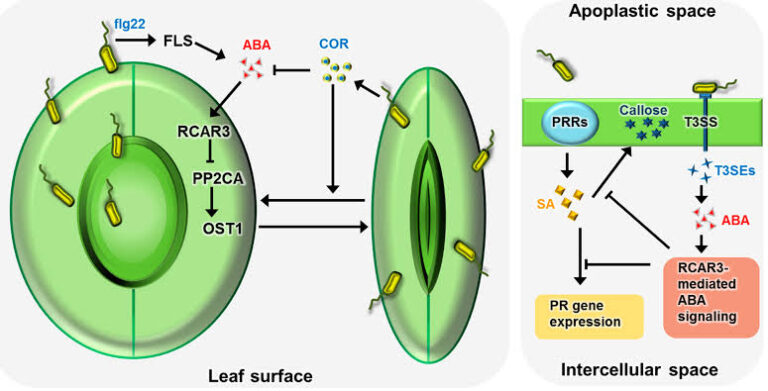 Function of abscisic acid (ABA) in drought resistance - ClassNotes.ng