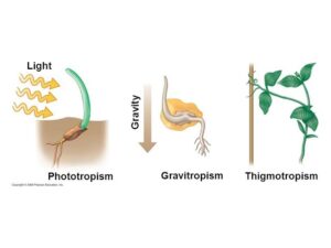 Phototropism, gravitropism, thigmotropism - ClassNotes.ng
