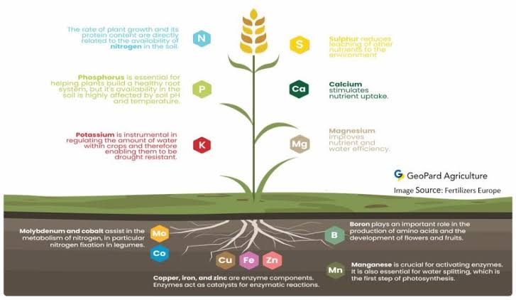 Strategies for optimizing plant water and nutrient use - ClassNotes.ng