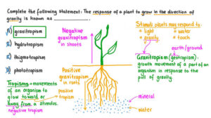 Phototropism, gravitropism, thigmotropism - ClassNotes.ng